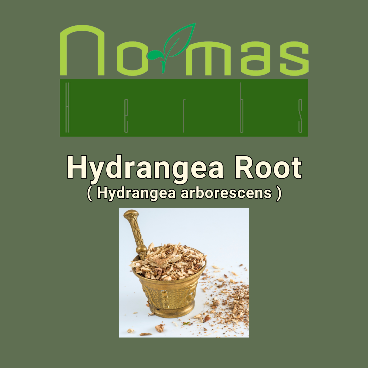 Hydrangea Root ( Hydrangea arborescens ) | NormasHerbs.com