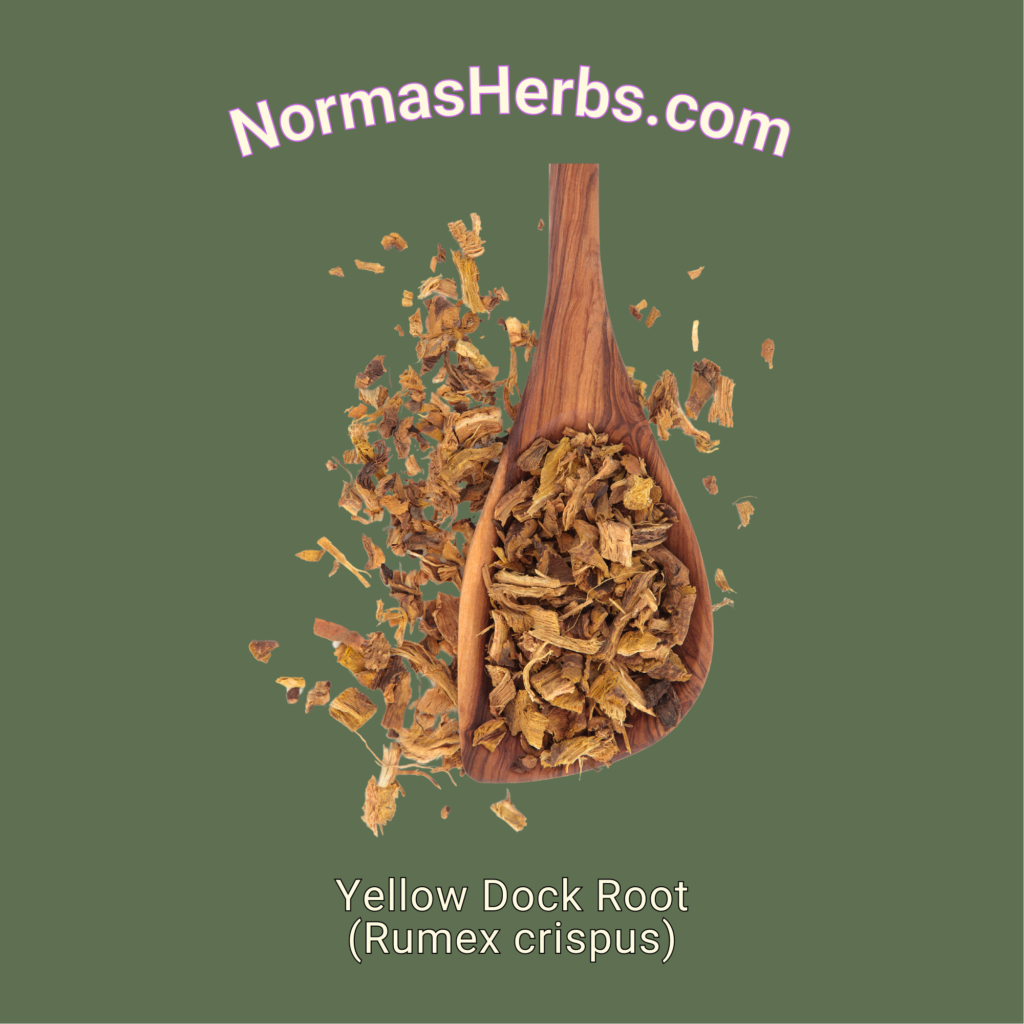 Yellow Dock Root (Rumex crispus) | NormasHerbs.com