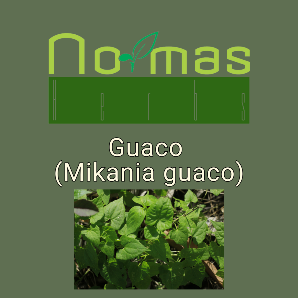 Guaco (Mikania guaco) | NormasHerbs.com