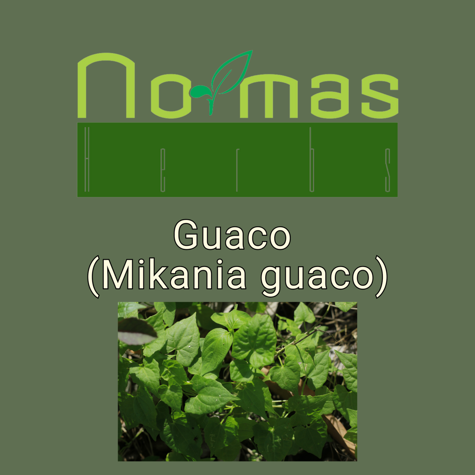 Guaco (Mikania guaco) | NormasHerbs.com