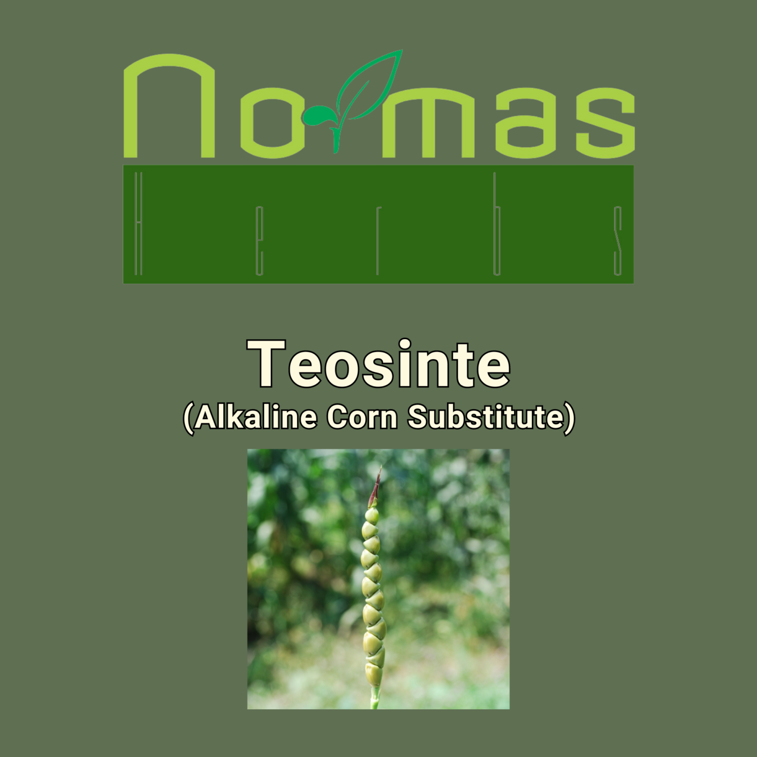 Teosinte (Alkaline Corn Substitute) | NormasHerbs.com
