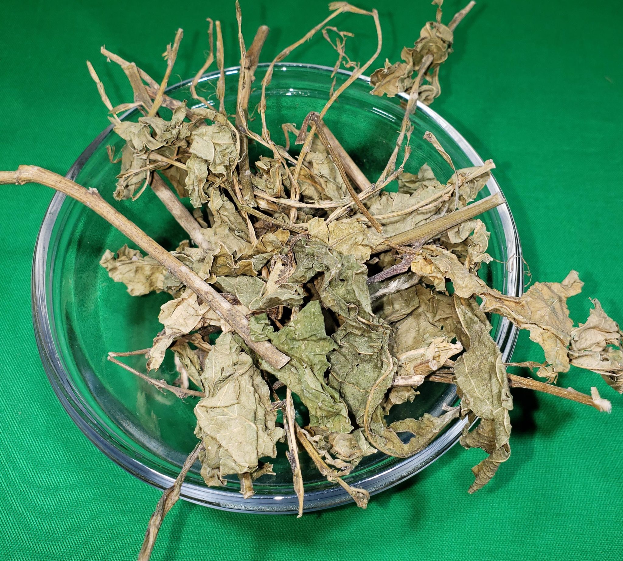 Guinea Hen Weed (Petiveria alliacea) | NormasHerbs.com